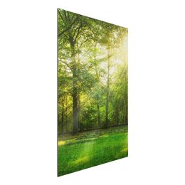 Bilderwelten Alu Dibond Outdoor Bild Wald gr&uuml;n Motiv wetterfest - Spaziergang im Wald - B&auml;ume Wohnzimmer Schlafzimmer