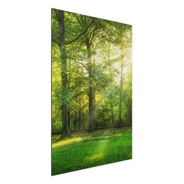 Bilderwelten Alu-Dibond Outdoor Bild Spaziergang im Wald