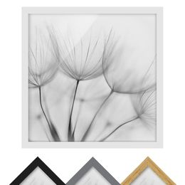 Bilderwelten Bild mit Rahmen schwarz weiss Motiv inkl. Rahmung - In einer Pusteblume Schwarz-Wei&szlig; - Pusteblume Wohnzimmer Schlafzimmer