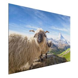 Bilderwelten Alu Dibond Outdoor Bild Natur blau Motiv wetterfest - Schwarznasenschafe von Zermatt - Schweiz Wohnzimmer Schlafzimmer