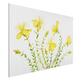 Alu Dibond Outdoor Bild - Johanniskraut in voller Bl&uuml;te - gelb Tropisch wetterfest Gr&auml;ser Wohnzimmer Schlafzimmer
