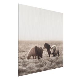 Bilderwelten Alu Dibond Outdoor Bild Tiere braun Motiv wetterfest - Island Wildpferde - Pferde Wohnzimmer Schlafzimmer