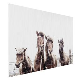 Alu Dibond Outdoor Bild - Island Pferde - Tiere braun Motiv wetterfest Pferde Wohnzimmer Schlafzimmer