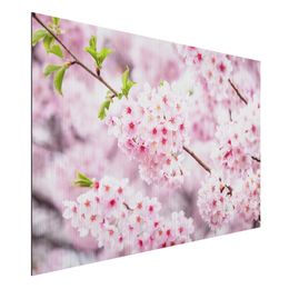 Bilderwelten Alu Dibond Outdoor Bild Blumen rosa Motiv wetterfest - Japanische Kirschbl&uuml;ten - Kirschbl&uuml;te Wohnzimmer Schlafzimmer