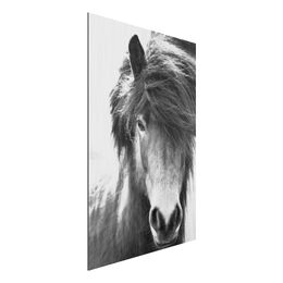 Alu Dibond Outdoor Bild - Island Pferd in Schwarz-wei&szlig; - Tiere schwarz weiss Motiv wetterfest Pferde Wohnzimmer Schlafzimmer