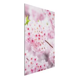 Bilderwelten Alu Dibond Outdoor Bild Blumen rosa Motiv wetterfest - Japanische Kirschbl&uuml;ten - Kirschbl&uuml;te Wohnzimmer Schlafzimmer