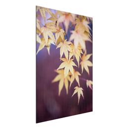 Bilderwelten Alu-Dibond Outdoor Bild Herbstlicher Ahorn