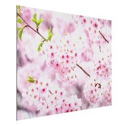 Bilderwelten Alu Dibond Outdoor Bild Blumen rosa Motiv wetterfest - Japanische Kirschbl&uuml;ten - Kirschbl&uuml;te Wohnzimmer Schlafzimmer