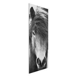 Bilderwelten Alu Dibond Outdoor Bild Tiere schwarz weiss Motiv wetterfest - Island Pferd in Schwarz-wei&szlig; - Pferde Wohnzimmer Schlafzimmer