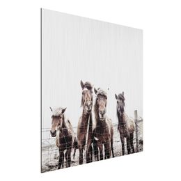 Bilderwelten Alu Dibond Outdoor Bild Tiere braun Motiv wetterfest - Island Pferde - Pferde Wohnzimmer Schlafzimmer