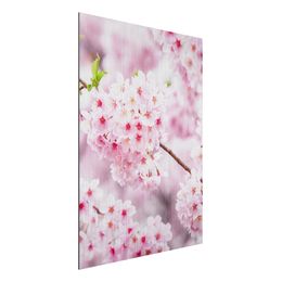 Bilderwelten Alu-Dibond Outdoor Bild Japanische Kirschbl&uuml;ten
