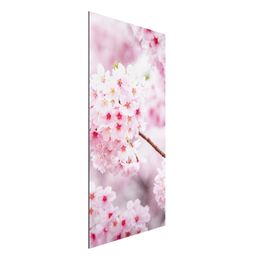 Bilderwelten Alu Dibond Outdoor Bild Blumen rosa Motiv wetterfest - Japanische Kirschbl&uuml;ten - Kirschbl&uuml;te Wohnzimmer Schlafzimmer