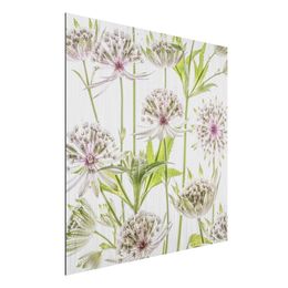 Bilderwelten Alu Dibond Outdoor Bild Blumen gr&uuml;n Motiv wetterfest - Gro&szlig;e Sterndolden - Deko Wohnzimmer Schlafzimmer