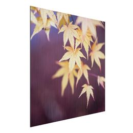Alu Dibond Outdoor Bild - Herbstlicher Ahorn - Stadt violett Motiv wetterfest Japan Wohnzimmer Schlafzimmer