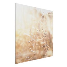 Bilderwelten Alu Dibond Outdoor Bild Blumen beige Landhaus wetterfest - Gr&auml;ser im Sonnenschein - Gr&auml;ser Wohnzimmer Schlafzimmer