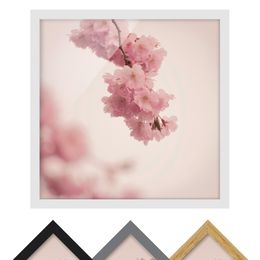 Bilderwelten Bild mit Rahmen Zartrosane Fr&uuml;hlingsbl&uuml;te mit Bokeh