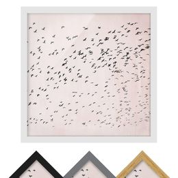 Bilderwelten Bild mit Rahmen Vogelschwarm im Sonnenuntergang