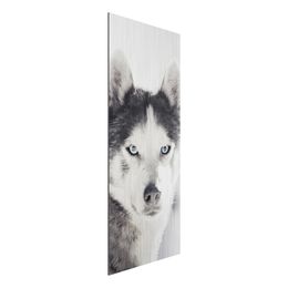 Bilderwelten Alu Dibond Outdoor Bild Tiere weiss Motiv wetterfest - Husky Portrait - Hund Wohnzimmer Schlafzimmer