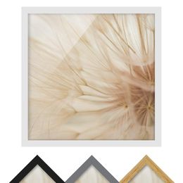 Bilderwelten Bild mit Rahmen Weiche Pusteblume