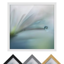 Bilderwelten Bild mit Rahmen Blumen blau Landhaus inkl. Rahmung - Tautropfen auf wei&szlig;er Bl&uuml;te - Deko Wohnzimmer Schlafzimmer