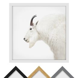 Bilderwelten Bild mit Rahmen Tiere weiss Motiv inkl. Rahmung - Wei&szlig;e Bergziege - Deko Wohnzimmer Schlafzimmer