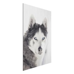 Bilderwelten Alu Dibond Outdoor Bild Tiere weiss Motiv wetterfest - Husky Portrait - Hund Wohnzimmer Schlafzimmer