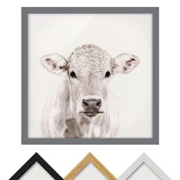 Bilderwelten Bild mit Rahmen Wei&szlig;es Kalb