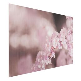 Bilderwelten Alu Dibond Outdoor Bild Blumen braun Motiv wetterfest - Kirschbl&uuml;te im Violetten Licht - Kirschbl&uuml;te Wohnzimmer Schlafzimmer