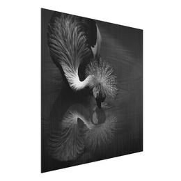 Alu Dibond Outdoor Bild - Kronenkranich Verbeugung Schwarz Wei&szlig; - Tiere schwarz weiss Motiv wetterfest V&ouml;gel Wohnzimmer Schlafzimmer