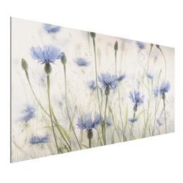 Bilderwelten Alu Dibond Outdoor Bild Blumen violett Landhaus wetterfest - Kornblumen und Gr&auml;ser im Feld - Gr&auml;ser Wohnzimmer Schlafzimmer