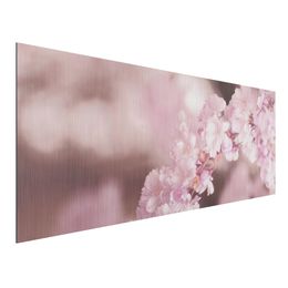 Alu Dibond Outdoor Bild - Kirschbl&uuml;te im Violetten Licht - Blumen braun Motiv wetterfest Kirschbl&uuml;te Wohnzimmer Schlafzimmer