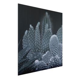 Alu Dibond Outdoor Bild - Kakteenfamilie bei Nacht - schwarz Motiv wetterfest Deko Wohnzimmer Schlafzimmer