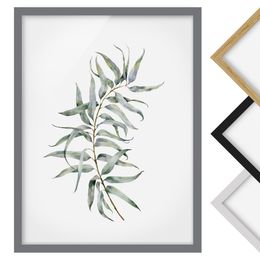 Bilderwelten Bild mit Rahmen Aquarell Eucalyptus IV