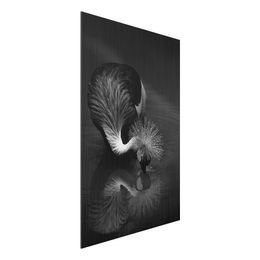 Bilderwelten Alu Dibond Outdoor Bild Tiere schwarz weiss Motiv wetterfest - Kronenkranich Verbeugung Schwarz Wei&szlig; - V&ouml;gel Wohnzimmer Schlafzimmer