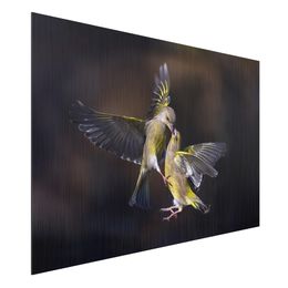 Alu Dibond Outdoor Bild - K&uuml;ssende Kolibris - Tiere gelb Motiv wetterfest V&ouml;gel Wohnzimmer Schlafzimmer