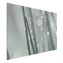 Alu Dibond Outdoor Bild - Makroaufnahme Wasserperlen am Gras - Blumen gr&uuml;n Landhaus wetterfest Gr&auml;ser Wohnzimmer Schlafzimmer