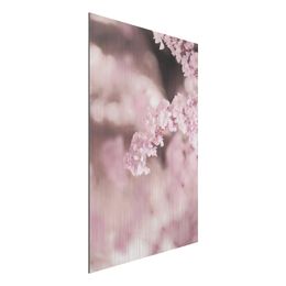 Bilderwelten Alu Dibond Outdoor Bild Blumen braun Motiv wetterfest - Kirschbl&uuml;te im Violetten Licht - Kirschbl&uuml;te Wohnzimmer Schlafzimmer