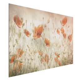 Alu Dibond Outdoor Bild - Mohnblumen und Gr&auml;ser im Feld - beige Motiv wetterfest Mohn Wohnzimmer Schlafzimmer
