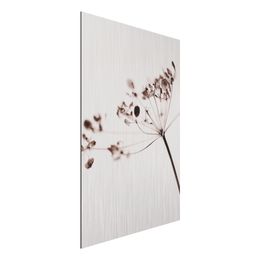Bilderwelten Alu Dibond Outdoor Bild Blumen beige Landhaus wetterfest - Makroaufnahme Trockenblume im Schatten - Gr&auml;ser Wohnzimmer Schlafzimmer