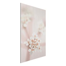 Alu Dibond Outdoor Bild - Minibl&uuml;ten im Rosanen Licht - Blumen beige Motiv wetterfest Kirschbl&uuml;te Wohnzimmer Schlafzimmer