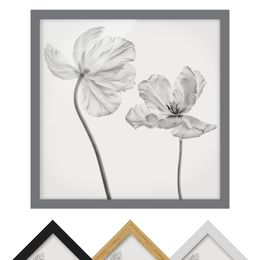 Bilderwelten Bild mit Rahmen Zwei zarte wei&szlig;e Tulpen