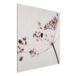 Bilderwelten Alu Dibond Outdoor Bild Blumen beige Landhaus wetterfest - Makroaufnahme Trockenblume im Schatten - Gr&auml;ser Wohnzimmer Schlafzimmer