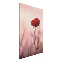 Alu Dibond Outdoor Bild - Mohnbl&uuml;te in der D&auml;mmerung - Blumen rosa Motiv wetterfest Mohn Wohnzimmer Schlafzimmer