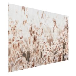 Alu Dibond Outdoor Bild - Meer von sonnigem Schilfgras - Blumen beige Landhaus wetterfest Gr&auml;ser Wohnzimmer Schlafzimmer