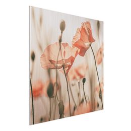Bilderwelten Alu Dibond Outdoor Bild Blumen rot Motiv wetterfest - Mohnbl&uuml;ten im Sommerwind - Mohn Wohnzimmer Schlafzimmer
