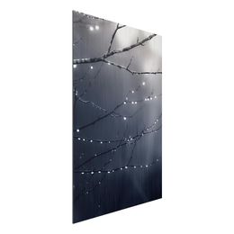 Alu Dibond Outdoor Bild - Lichttropfen am Birkenzweig - Wald blau Motiv wetterfest B&auml;ume Wohnzimmer Schlafzimmer