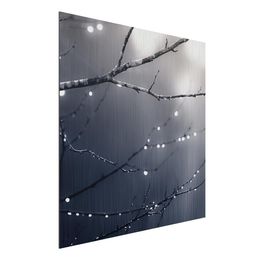 Alu Dibond Outdoor Bild - Lichttropfen am Birkenzweig - Wald blau Motiv wetterfest B&auml;ume Wohnzimmer Schlafzimmer