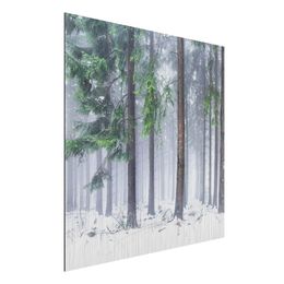 Bilderwelten Alu Dibond Outdoor Bild Wald gr&uuml;n Motiv wetterfest - Nadelb&auml;ume im Winter - B&auml;ume Wohnzimmer Schlafzimmer