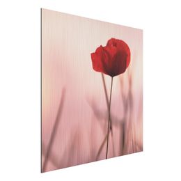 Alu Dibond Outdoor Bild - Mohnbl&uuml;te in der D&auml;mmerung - Blumen rosa Motiv wetterfest Mohn Wohnzimmer Schlafzimmer