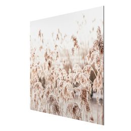 Bilderwelten Alu-Dibond Outdoor Bild Meer von sonnigem Schilfgras